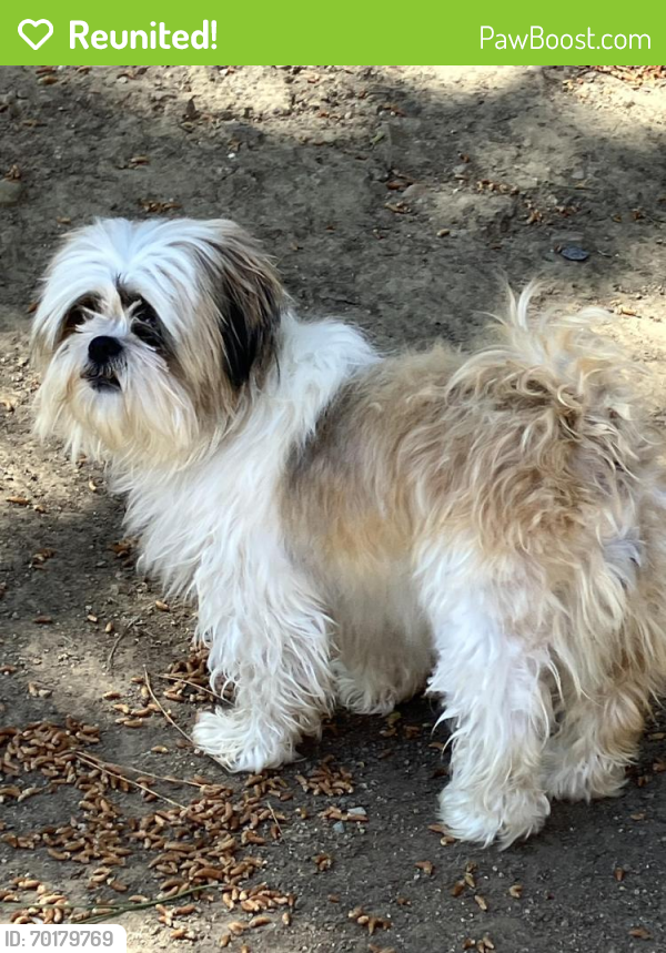 Reunited Female Dog in Corona, CA 92881 (ID: 70179769) | PawBoost