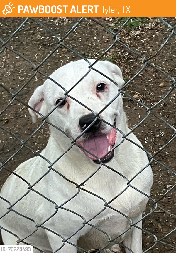 Tyler, TX Stray Dog Found Near Near Hwy 64 West outside Loop 323 and ...