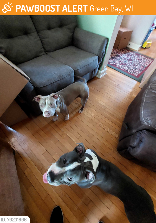 Green Bay, WI Stray Female Dog Found Near Kellogg Street | PawBoost