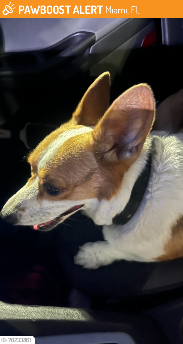 Miami, FL Stray Dog Found Near Miami, fl | PawBoost
