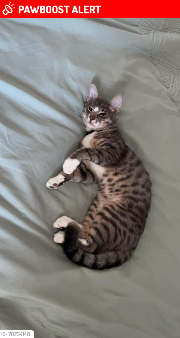 Newport, Wales Lost Male Cat, Loki Is Missing | PawBoost
