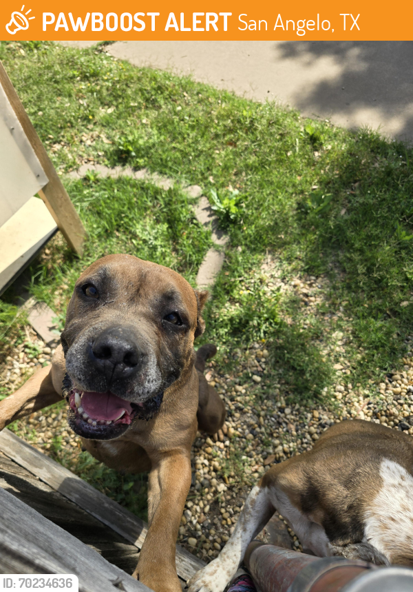 San Angelo, TX Stray Dog Found Near Luna | PawBoost