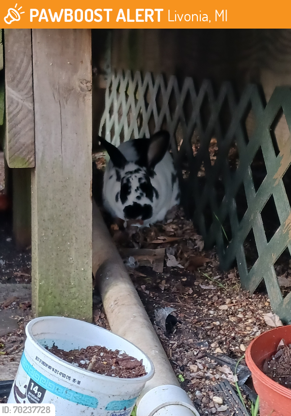 Livonia, MI Stray Rabbit Found Near Puritan & Merriman | PawBoost
