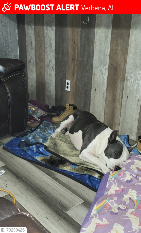 Verbena, AL Lost Male Dog, Adolf Is Missing | PawBoost