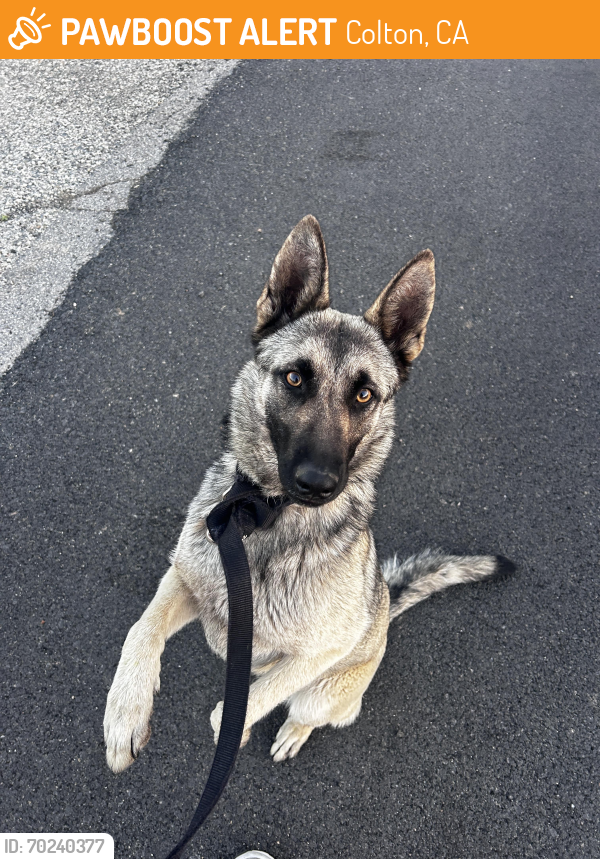 Colton, CA Stray Female Dog Found Near Rosedale Ave and Hill Rd | PawBoost
