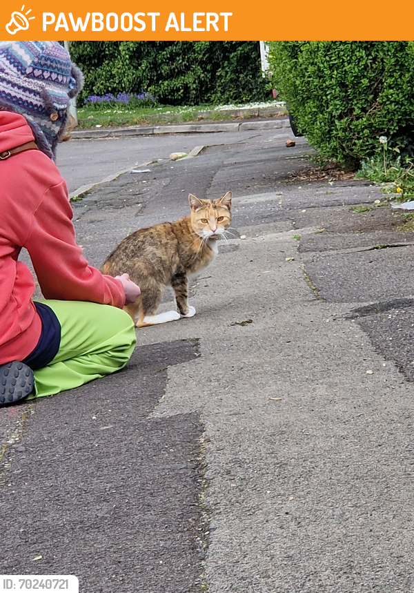Somerset, England Stray Female Cat Found Near Leave street | PawBoost