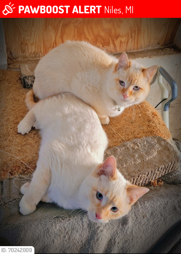 Niles, MI Lost Male Cat, Tarzan Is Missing | PawBoost