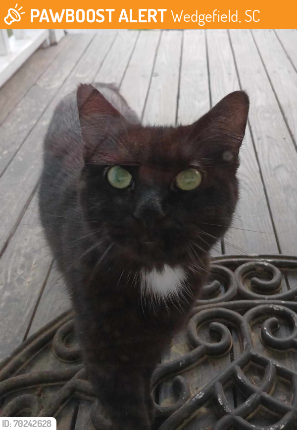Wedgefield, SC Stray Cat Found Near highway 261 South in Wedgefield, SC ...