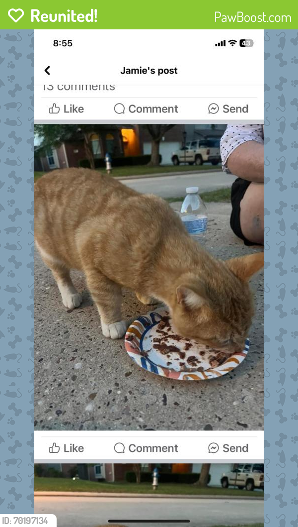 Reunited Cat in Conroe, TX 77304 (ID: 70197134) | PawBoost
