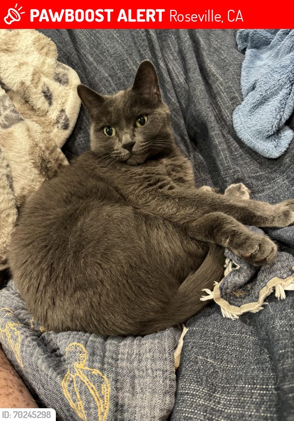 Roseville, CA Lost Female Cat, Luna Is Missing | PawBoost