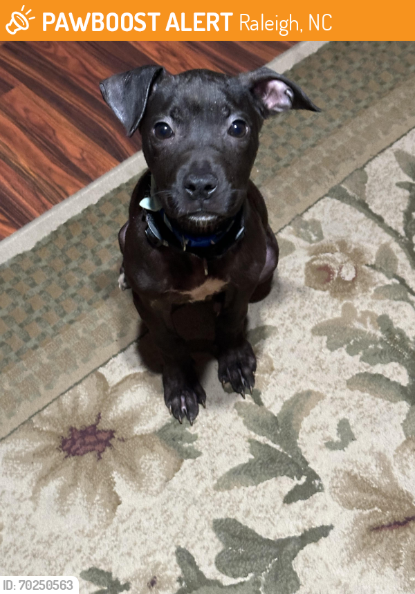 Rehomed Male Dog in Raleigh, NC 27615 (ID: 70250563) | PawBoost
