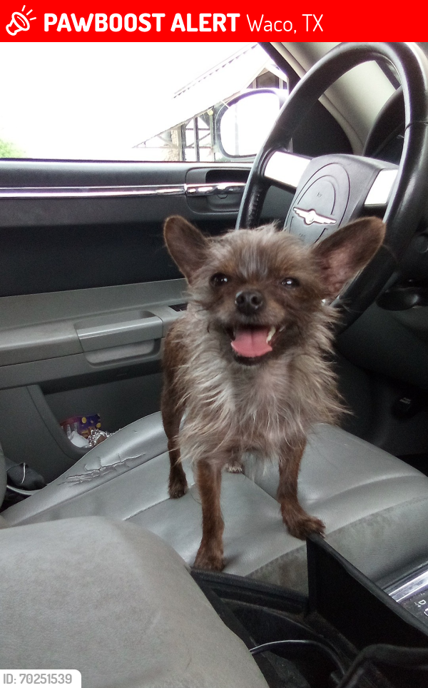 Waco, TX Lost Female Dog, Princess Is Missing | PawBoost