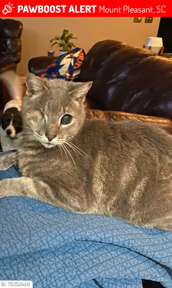 Mount Pleasant, SC Lost Male Cat, Baloo Is Missing | PawBoost