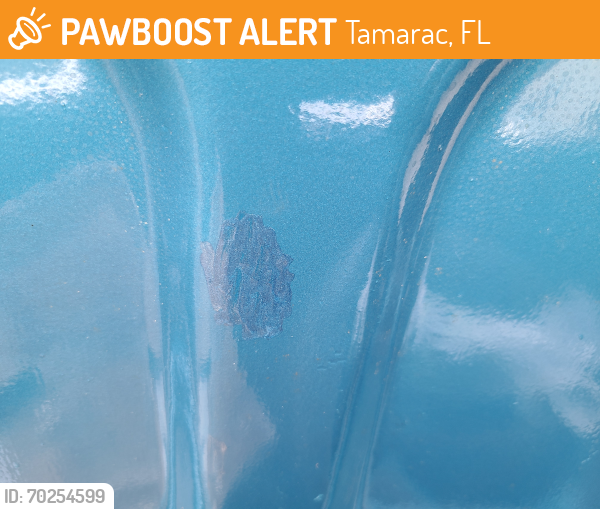 Tamarac, FL Stray Dog Found Near West McNab and Hiatus | PawBoost