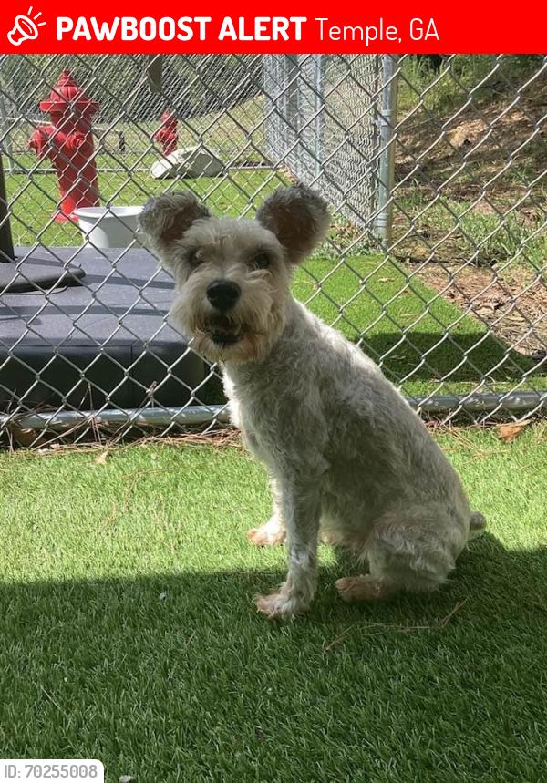 Temple, GA Lost Female Dog, Carly Is Missing | PawBoost
