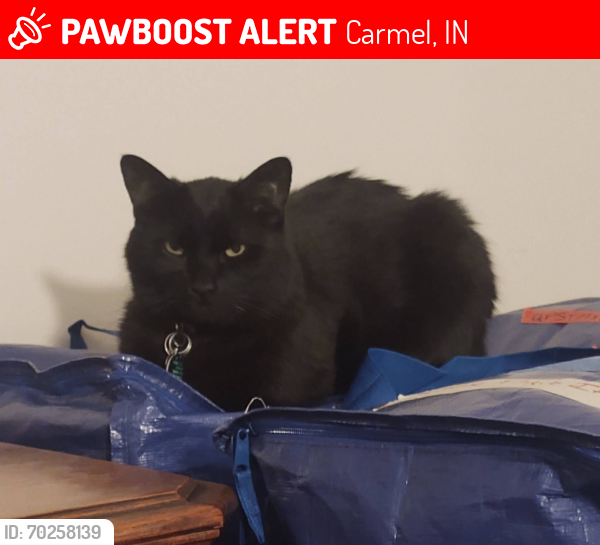 Carmel, IN Lost Male Cat, Vito Is Missing | PawBoost