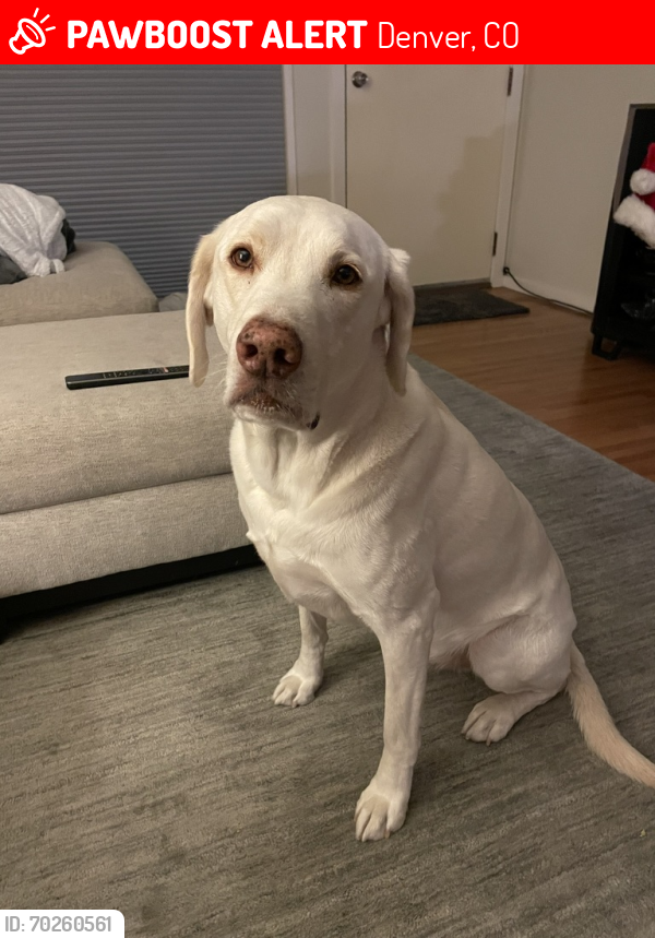 Denver, CO Lost Male Dog, Taavi Tacos Is Missing | PawBoost