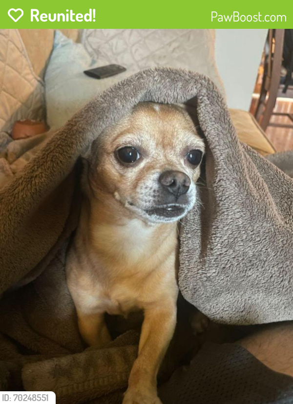 Reunited Male Dog in Sacramento, CA 95824 (ID: 70248551) | PawBoost