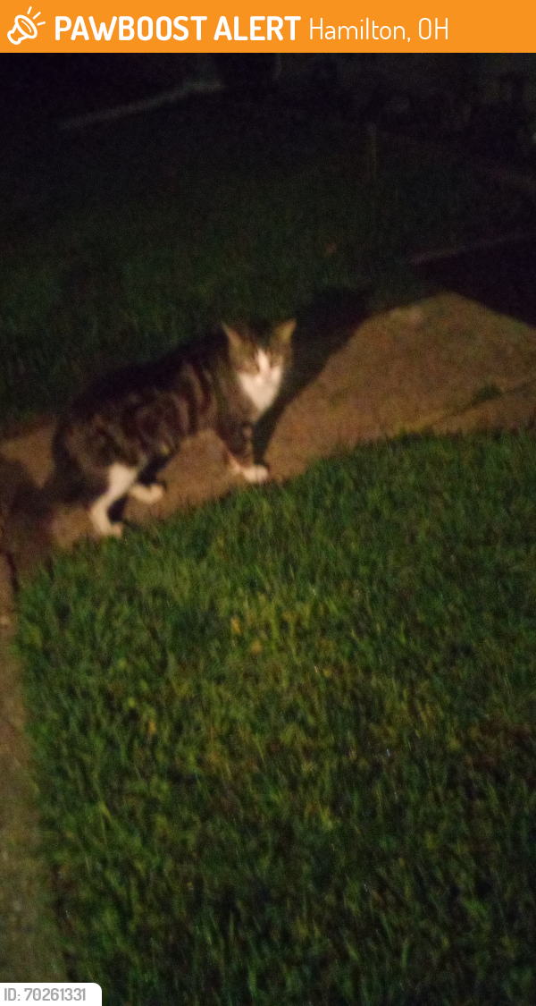 Hamilton, OH Stray Cat Found Near Near Lockwood avenue | PawBoost