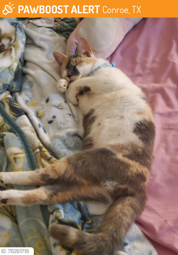 Conroe, TX Stray Female Cat Found Near Garden falls | PawBoost