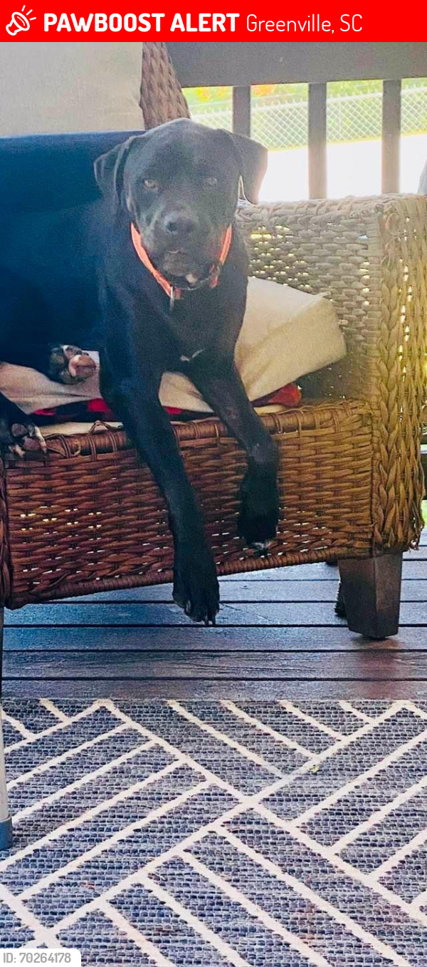 Greenville, SC Lost Female Dog, Millie Is Missing | PawBoost