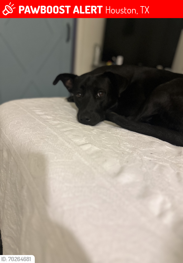 Houston, TX Lost Female Dog, Emma Is Missing | PawBoost