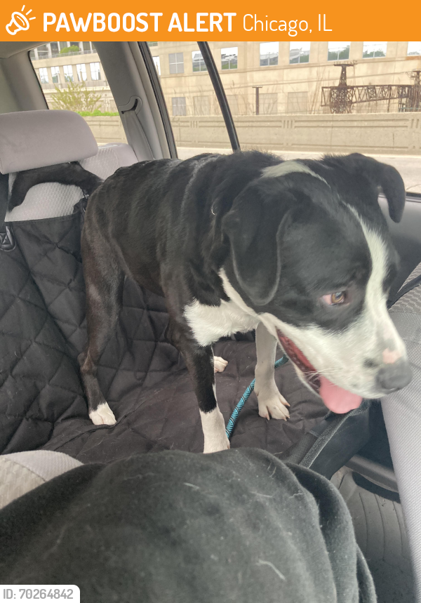 Chicago, IL Stray Male Dog Found Near Near S Cornell Ave | PawBoost