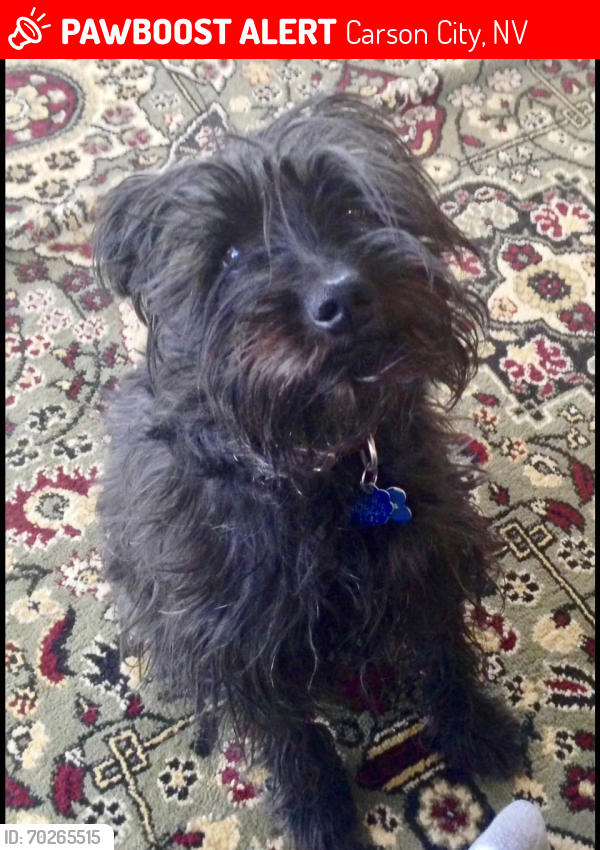 Carson City, NV Lost Male Dog, Schroeder Is Missing | PawBoost