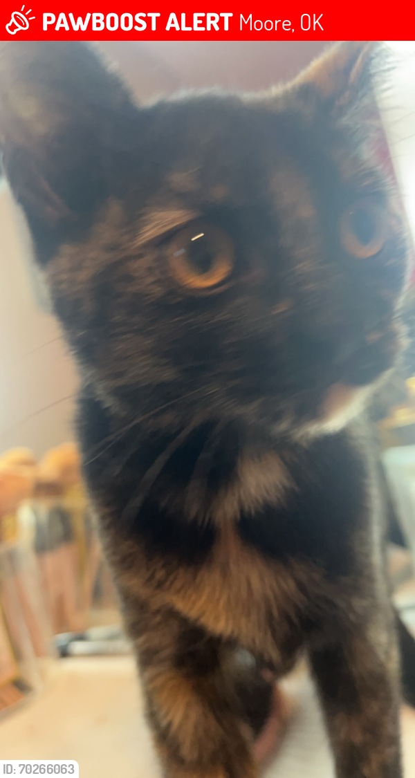 Moore, OK Lost Female Cat, Luna Is Missing | PawBoost