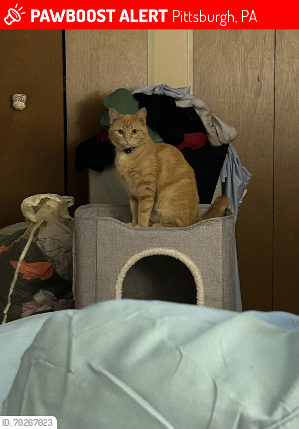 Pittsburgh, PA Lost Female Cat, Amelia Is Missing | PawBoost