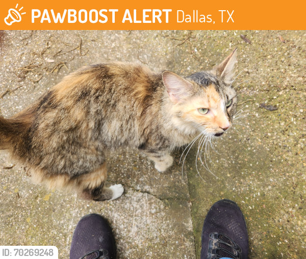 Dallas, TX Stray Female Cat Found Near POLK AND SHADOWOOD DRIVE | PawBoost