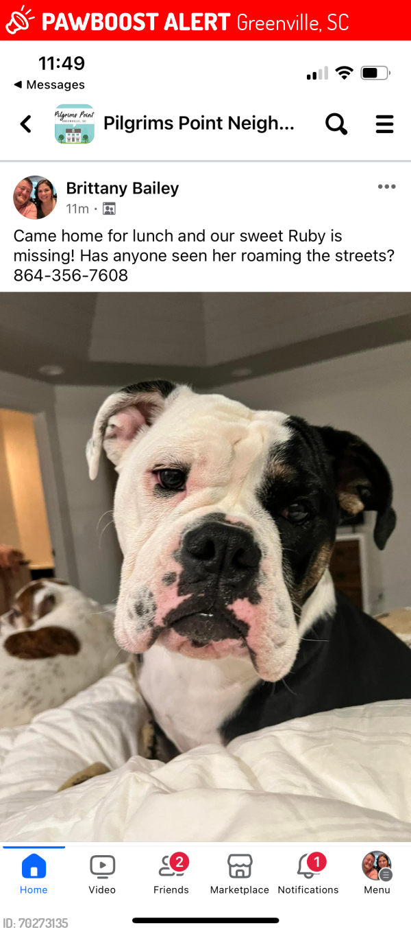 Greenville, SC Lost Female Dog, Ruby Is Missing | PawBoost