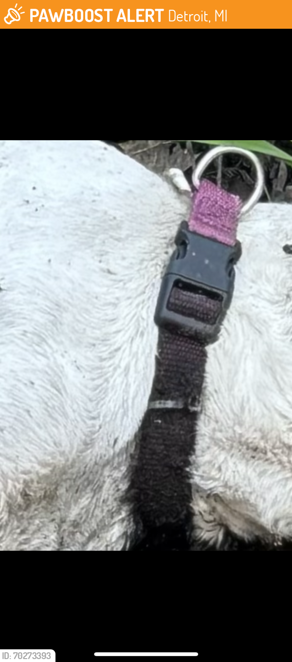 Detroit, MI Stray Dog Found Near Palmer park | PawBoost