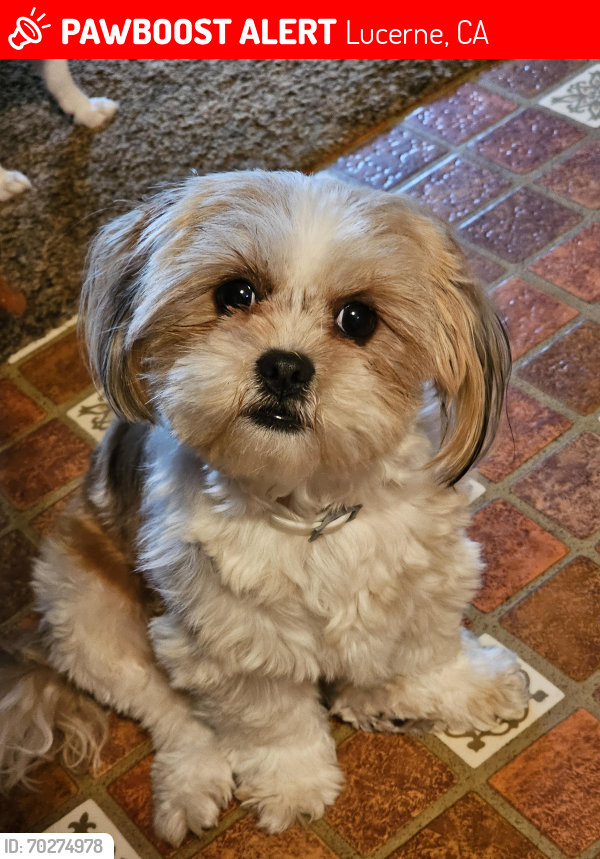 Lucerne, CA Lost Female Dog, Cinnamon Is Missing | PawBoost