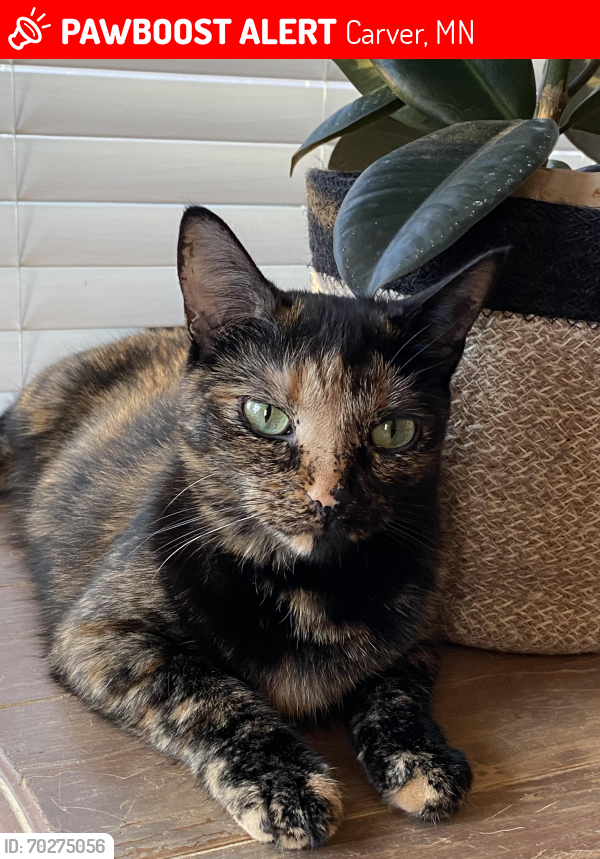 Carver, MN Lost Female Cat, Hazel Is Missing | PawBoost