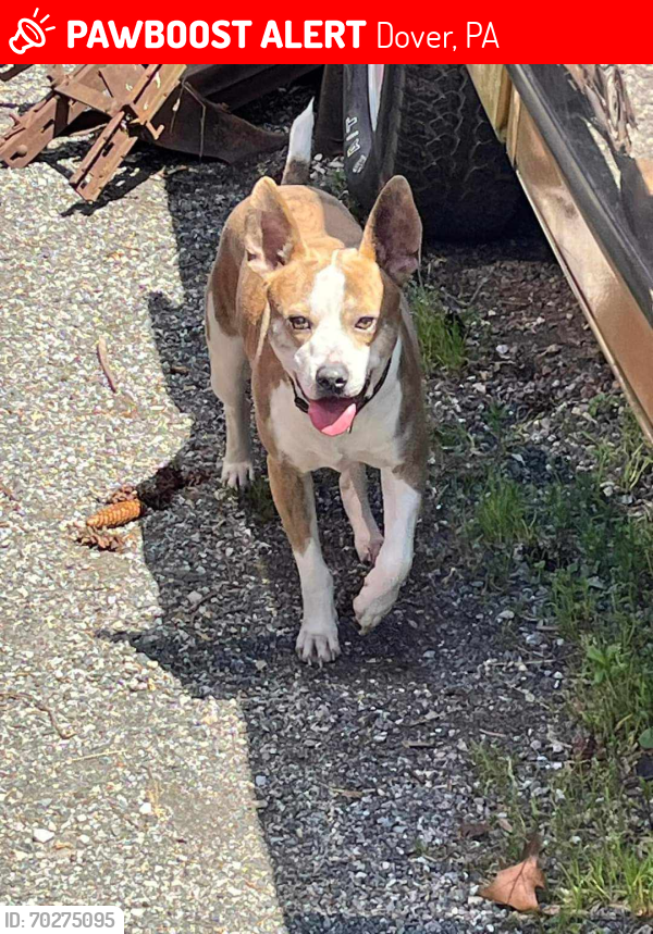 Dover, PA Lost Male Dog, Eeyore Is Missing | PawBoost