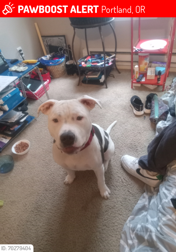 Portland, OR Lost Male Dog, Azul Is Missing | PawBoost