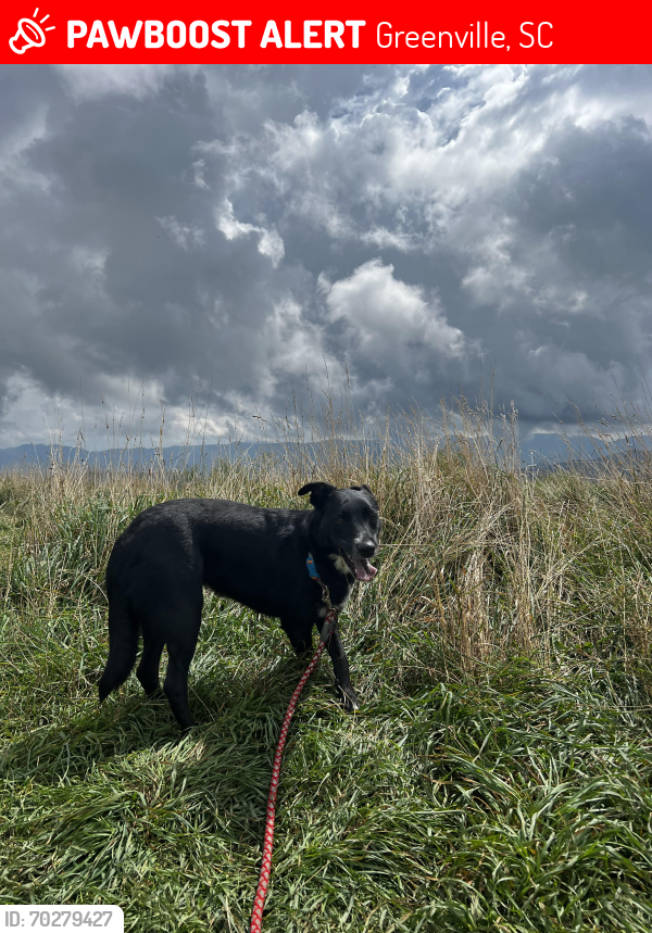 Greenville, SC Lost Female Dog, Sunny Is Missing | PawBoost