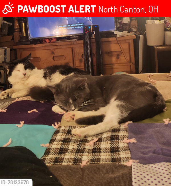 North Canton, OH Lost Male Cat, Houdini White Is Missing | PawBoost