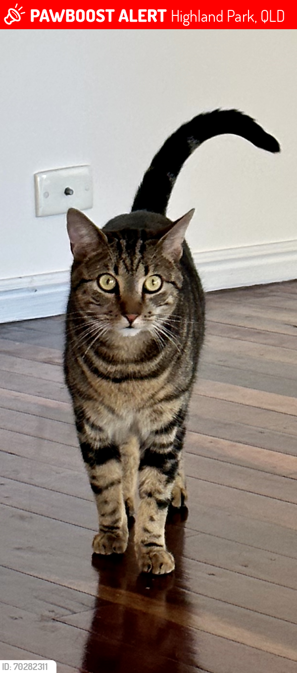 Highland Park, QLD Lost Male Cat, Barney Is Missing | PawBoost