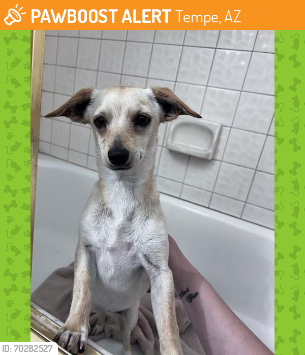 Tempe, AZ Stray Female Dog Found Near Mckellips & Hayden | PawBoost