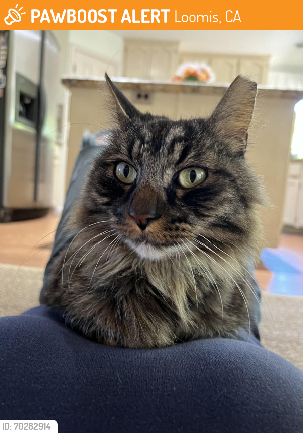 Loomis, CA Stray Male Cat Found Near Swetzer | PawBoost