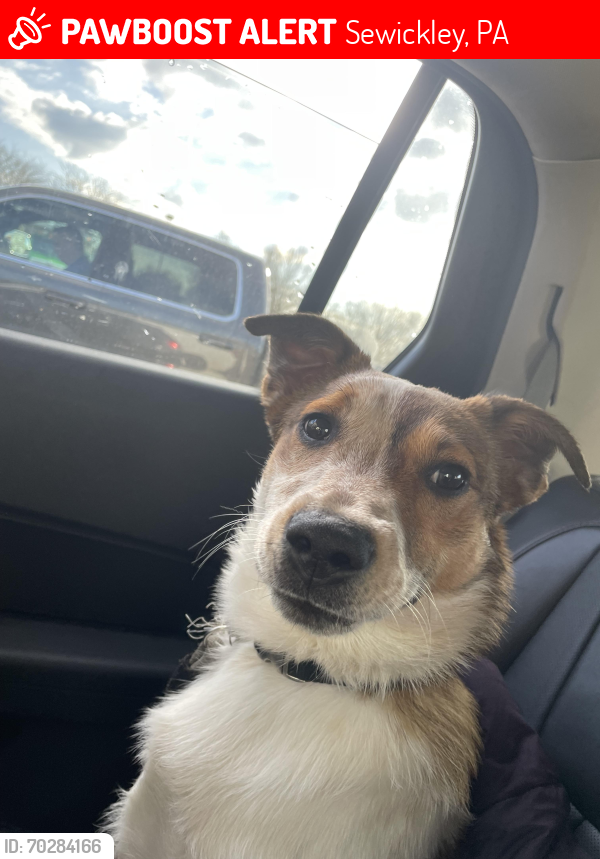 Sewickley, PA Lost Male Dog, Clifford Is Missing | PawBoost