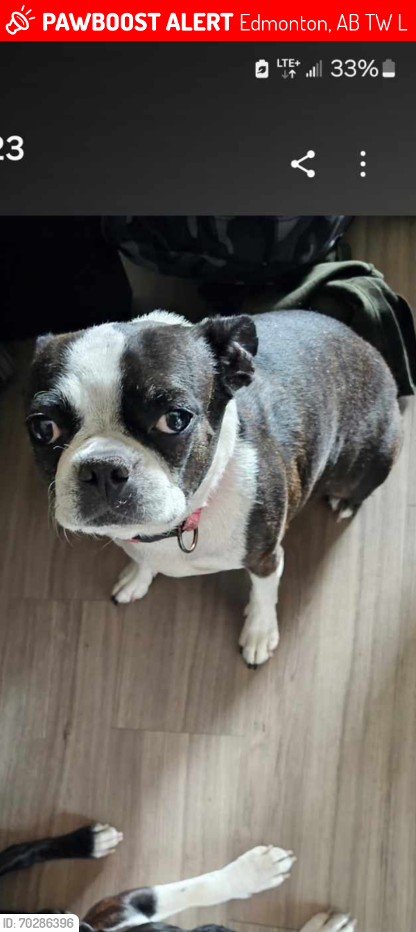 Edmonton, AB Lost Female Dog, Lady Is Missing | PawBoost