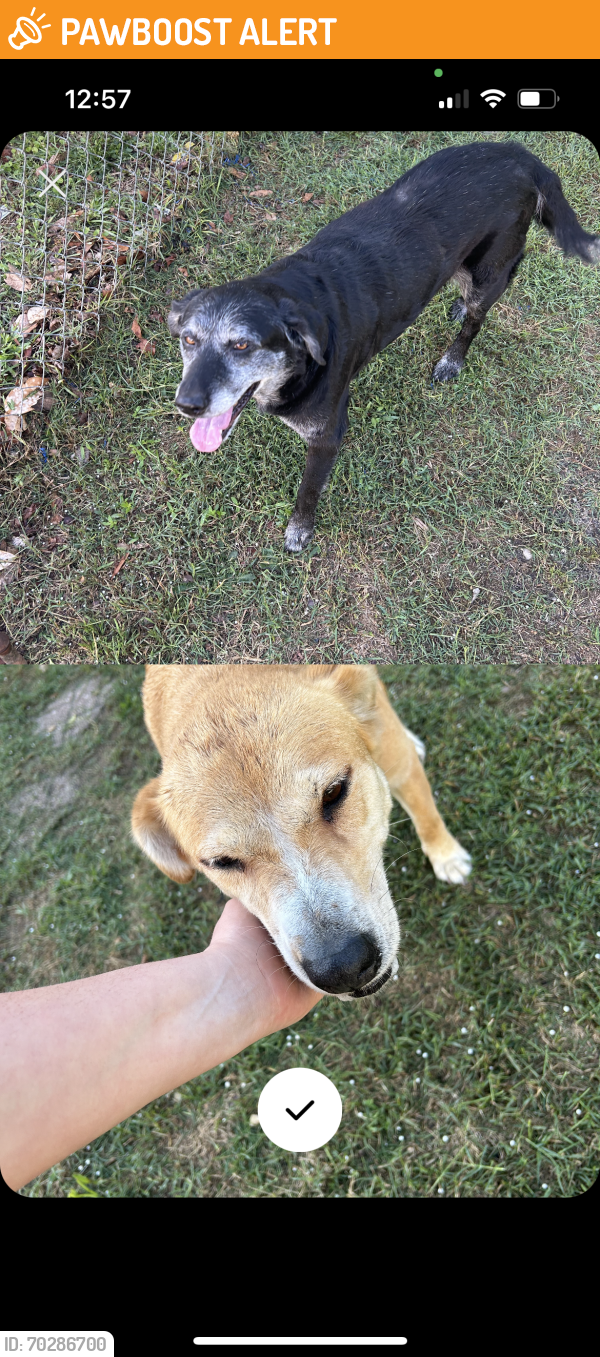 Lexington County, SC Stray Dog Found Near Welsh ct, Lexington SC | PawBoost