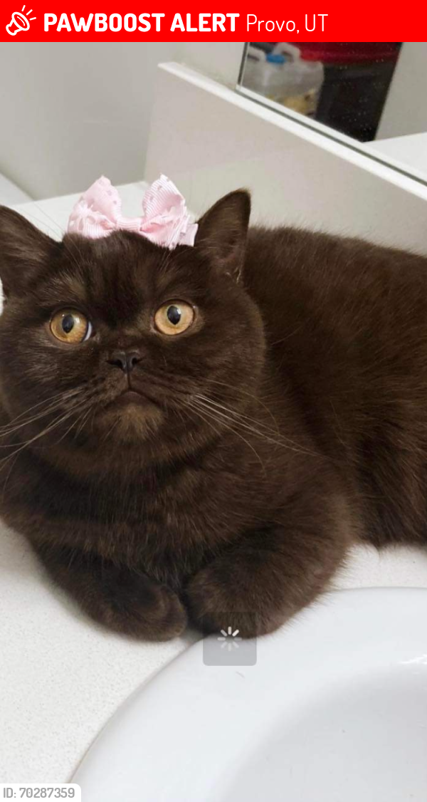 Provo, UT Lost Female Cat, Princess Poo Is Missing | PawBoost