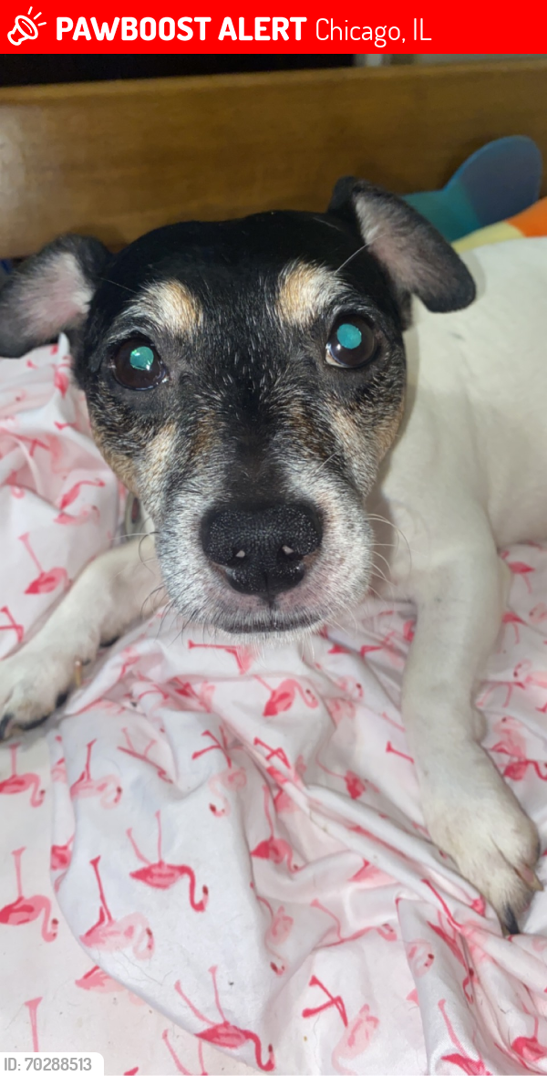 Chicago, IL Lost Male Dog, Pal Is Missing | PawBoost
