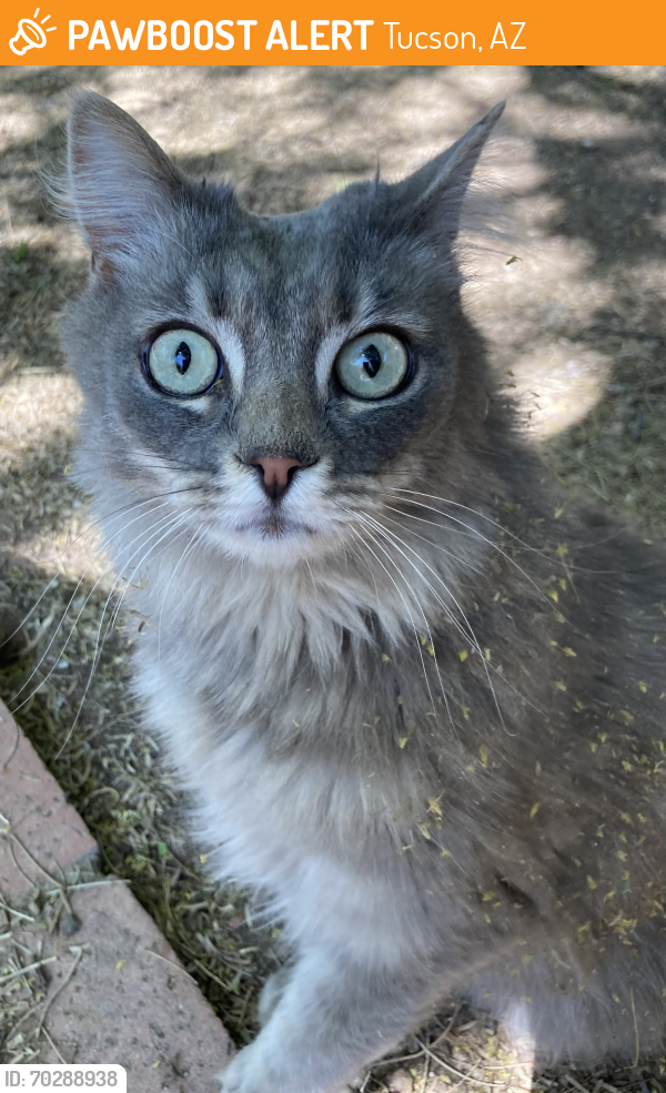 Tucson, AZ Stray Female Cat Found Near Alvernon and 4th st | PawBoost