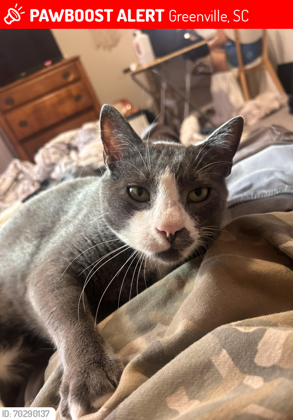 Greenville, SC Lost Female Cat, Mittz Is Missing | PawBoost