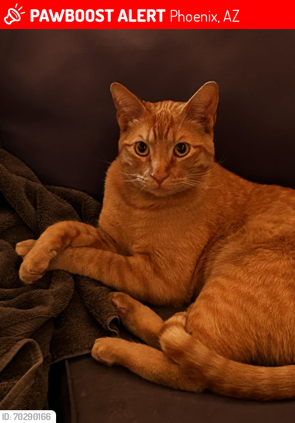 Phoenix, AZ Lost Male Cat, Payson Is Missing | PawBoost